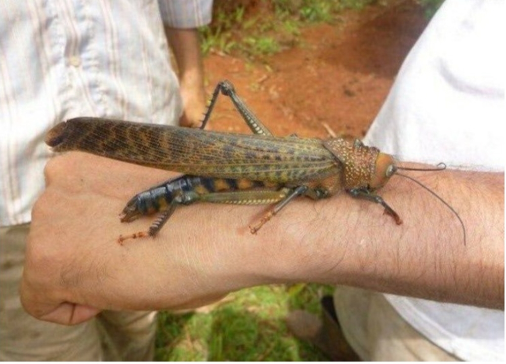 팔뚝만한 크기의 ‘3600억마리’ 아프리카 메뚜기, 인도-중국 국경 도달 - 송오정 기자 - 톱스타뉴스