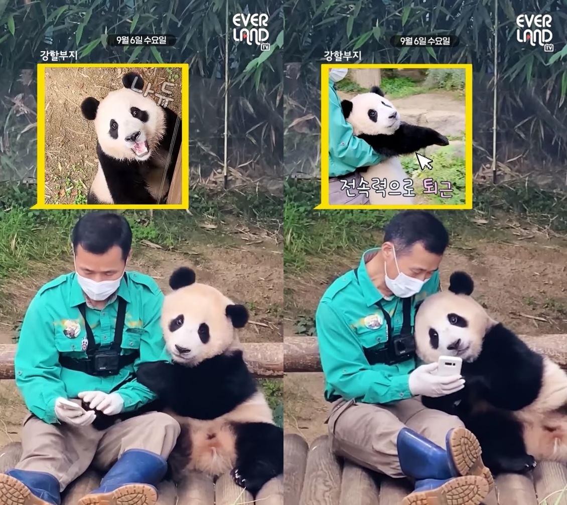 아기 판다 푸바오, 세 살 기념 이모티콘 출시 “소중한 할부지들이랑 케미” - 오서린 기자 - 톱스타뉴스