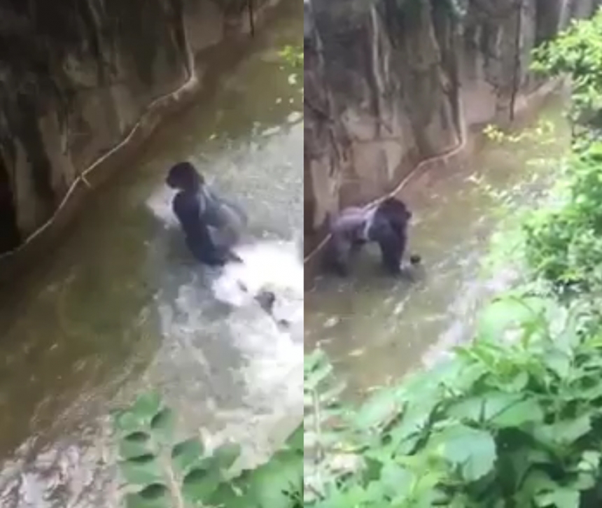 사살된 고릴라에 대한 엇갈린 주장에 ‘논란’ - 신미래 기자 - 톱스타뉴스