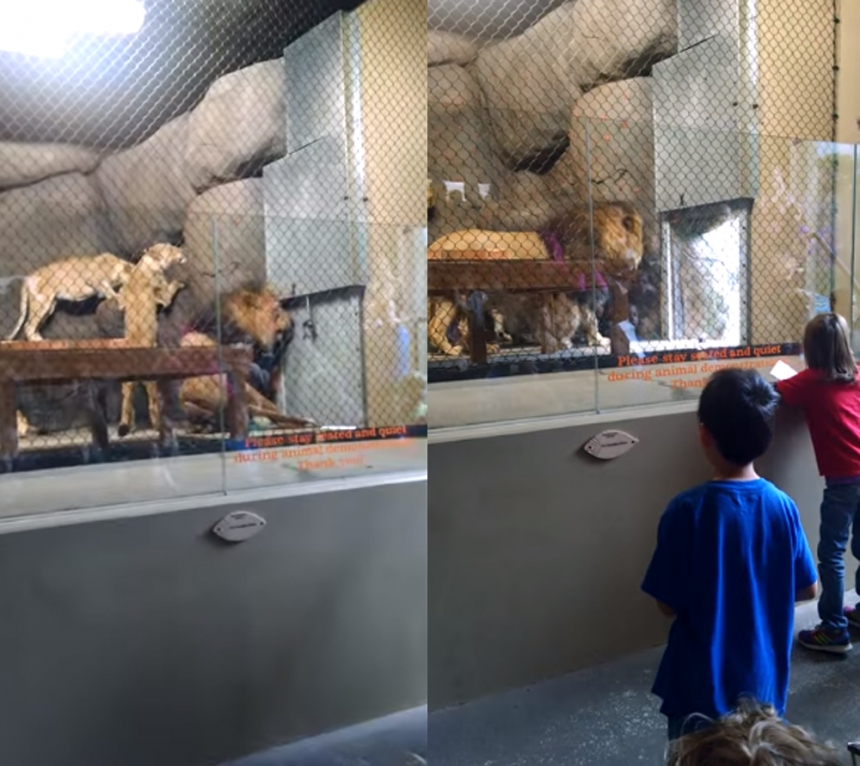 [영상] 철문에 꼬리가 잘린 사자 - 노한솔 기자 - 톱스타뉴스